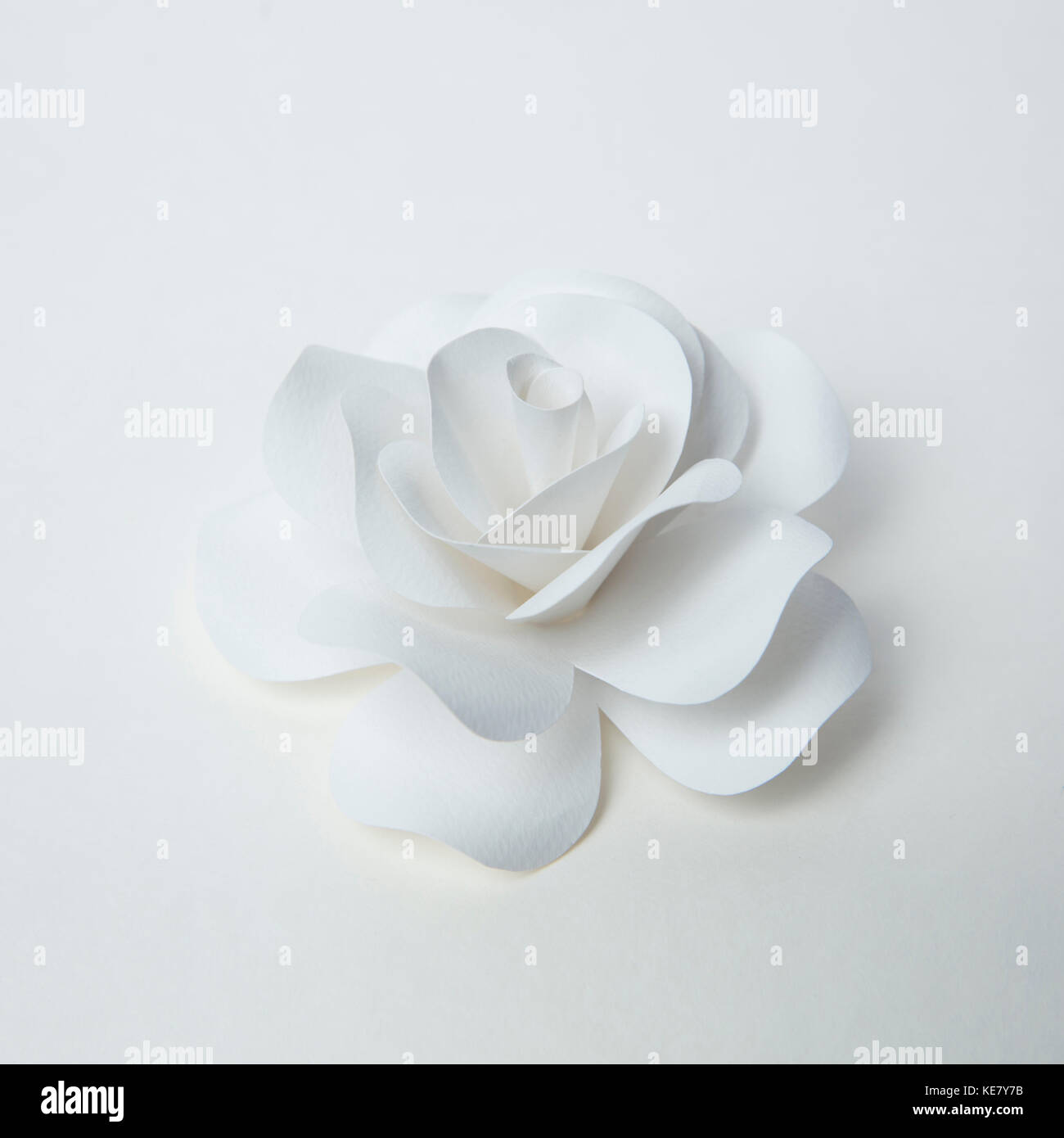 One white rose flower, paper artwork Stock Photo - Alamy
