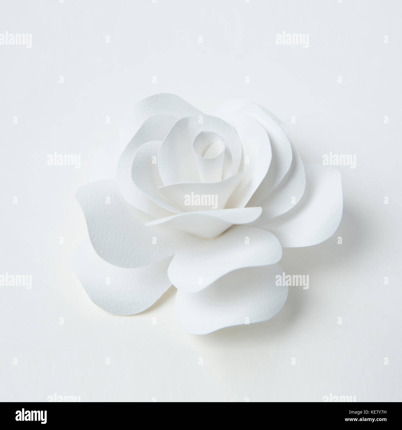 One white rose flower, paper artwork Stock Photo - Alamy