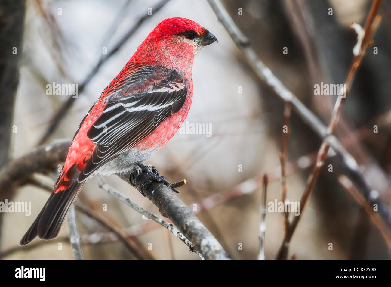 Pine Grosbeak (Pinicola Enucleator); Johnson Crossing, Yukon, Canada ...