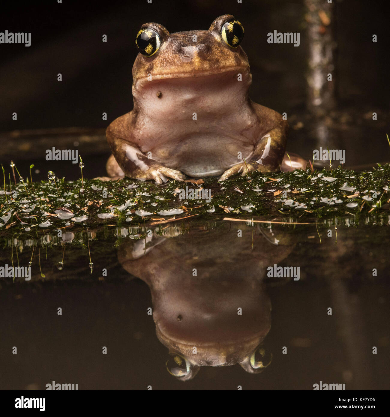 A Eastern Spadefoot toad sitting on a branch in the swamp with the ...