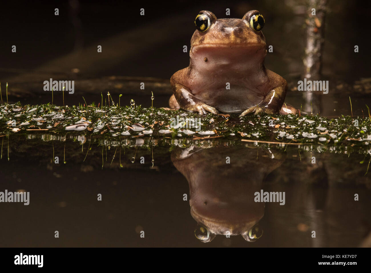 A Eastern Spadefoot toad sitting on a branch in the swamp with the ...
