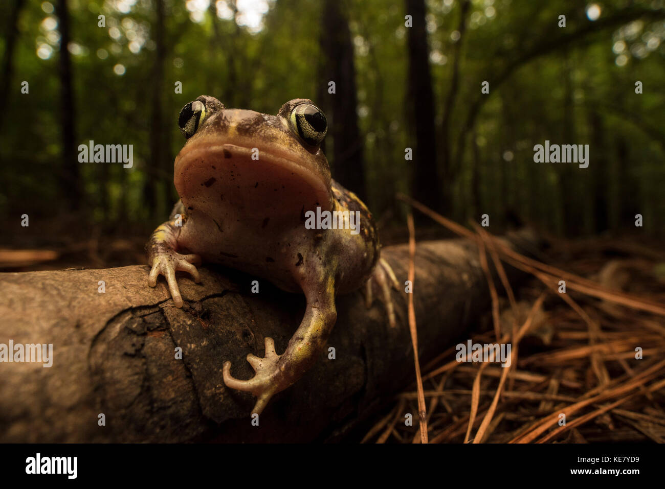A Eastern spadefoot toad (Scaphiopus holbrookii) sitting on the forest ...