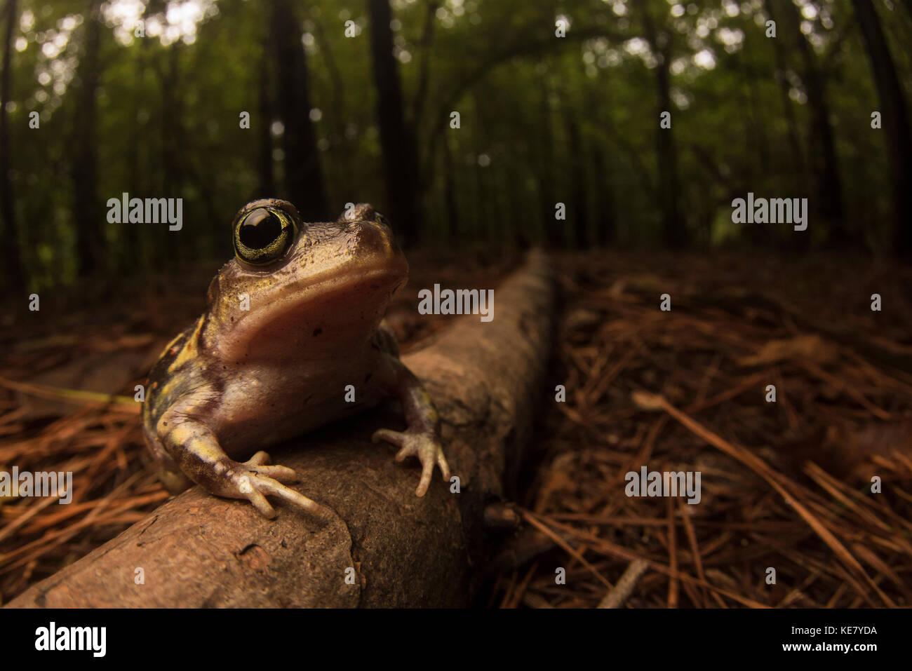 A Eastern spadefoot toad (Scaphiopus holbrookii) sitting on the forest ...