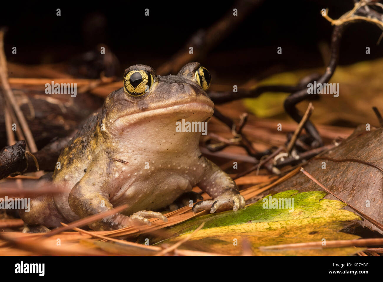 A Eastern spadefoot toad (Scaphiopus holbrookii) sitting on the forest ...
