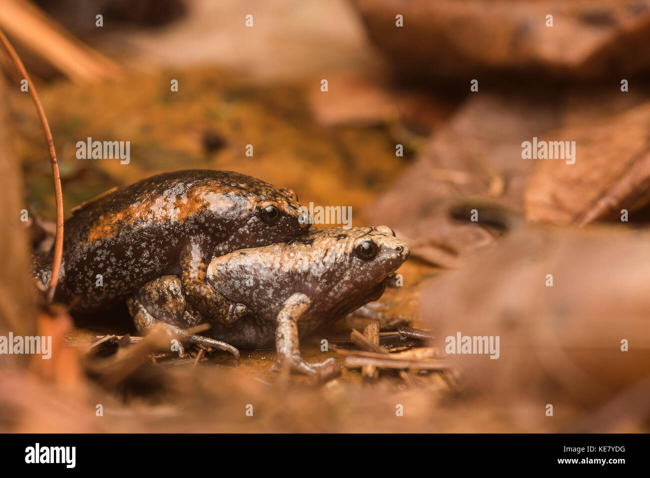 Gastrophryne carolinensis hi-res stock photography and images - Alamy