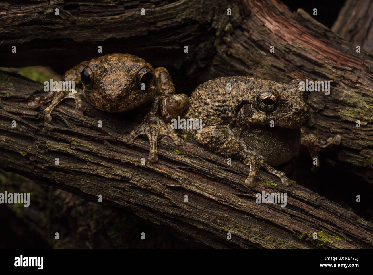 A pair of Cope's gray Tree frogs momentarily sit next to each other ...