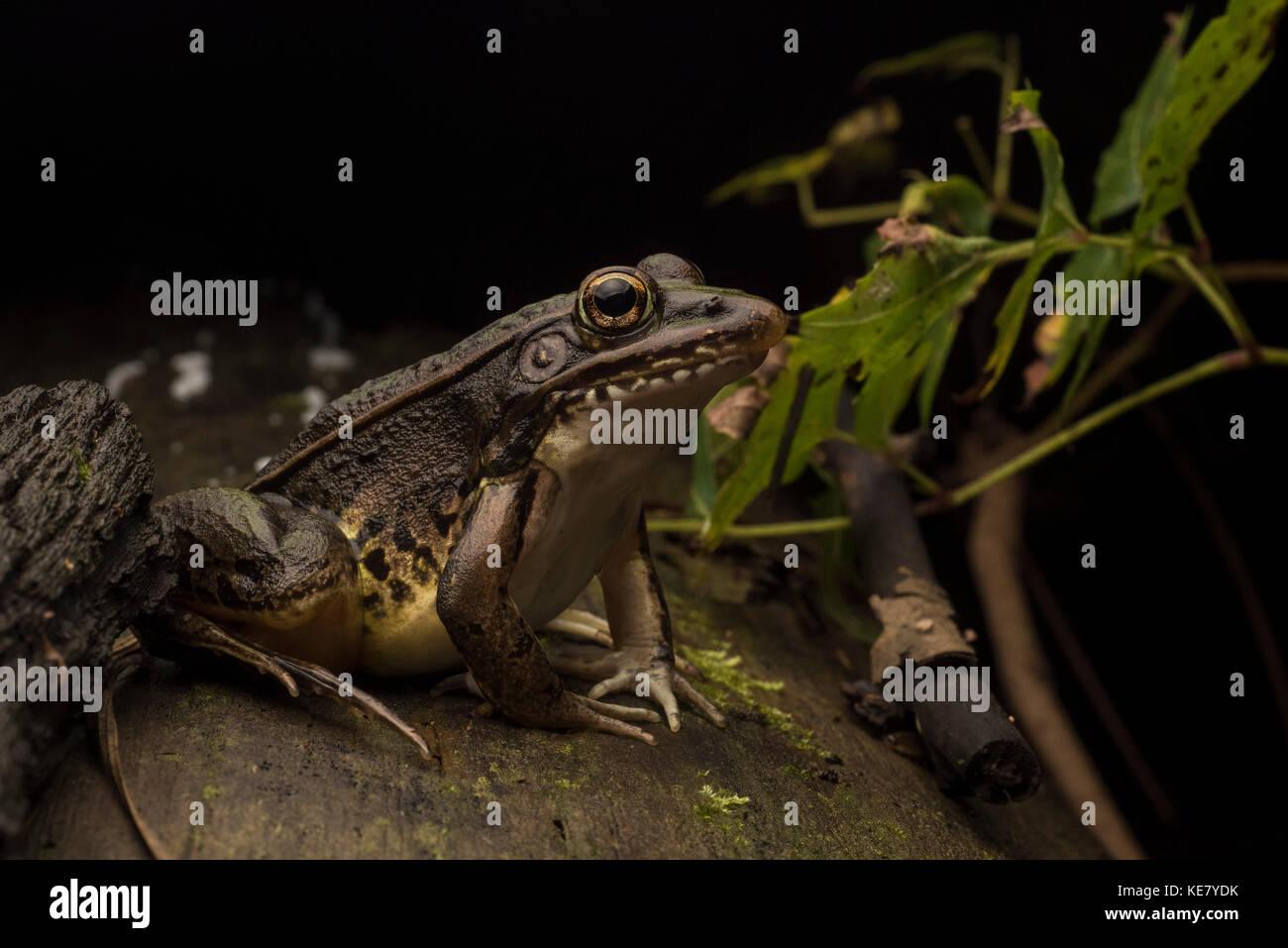 Leopard frog night hi-res stock photography and images - Alamy