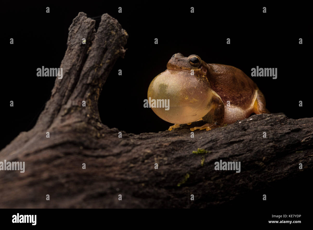 A male squirrel tree frog loudly vocalizes in order to attract females ...