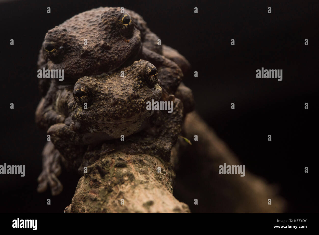 Cope's Gray Tree Frogs (Hyla chrysoscelis) in amplexus, the male holds ...