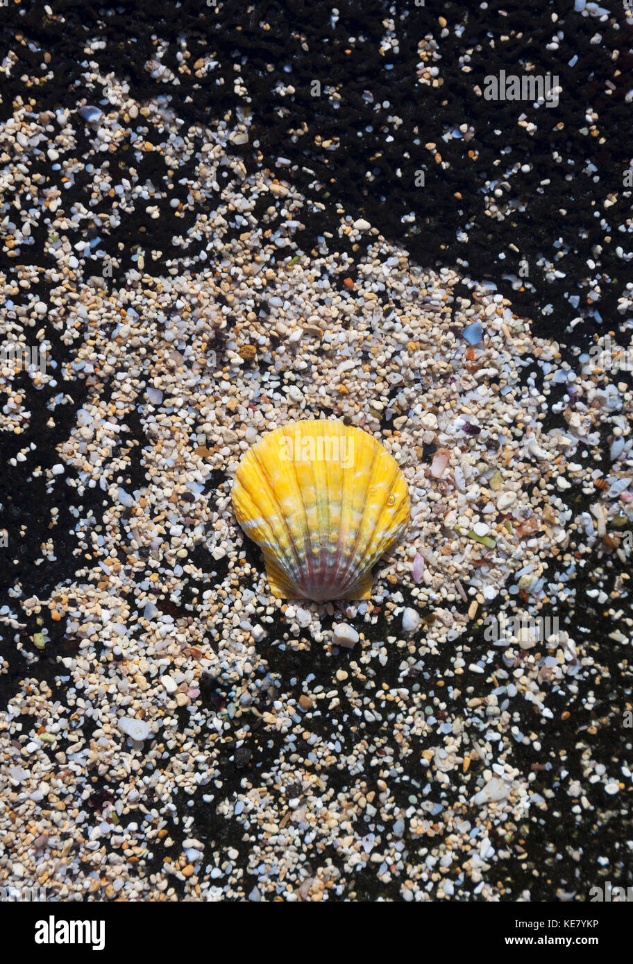 Hawaiian sunrise scallop seashell hi-res stock photography and images ...