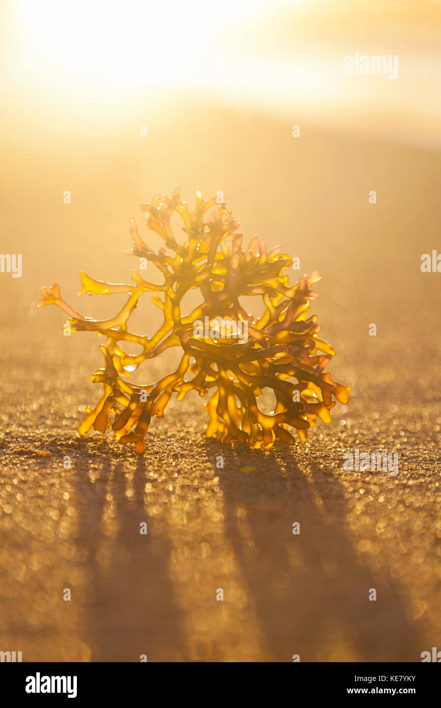 Limu hi-res stock photography and images - Alamy