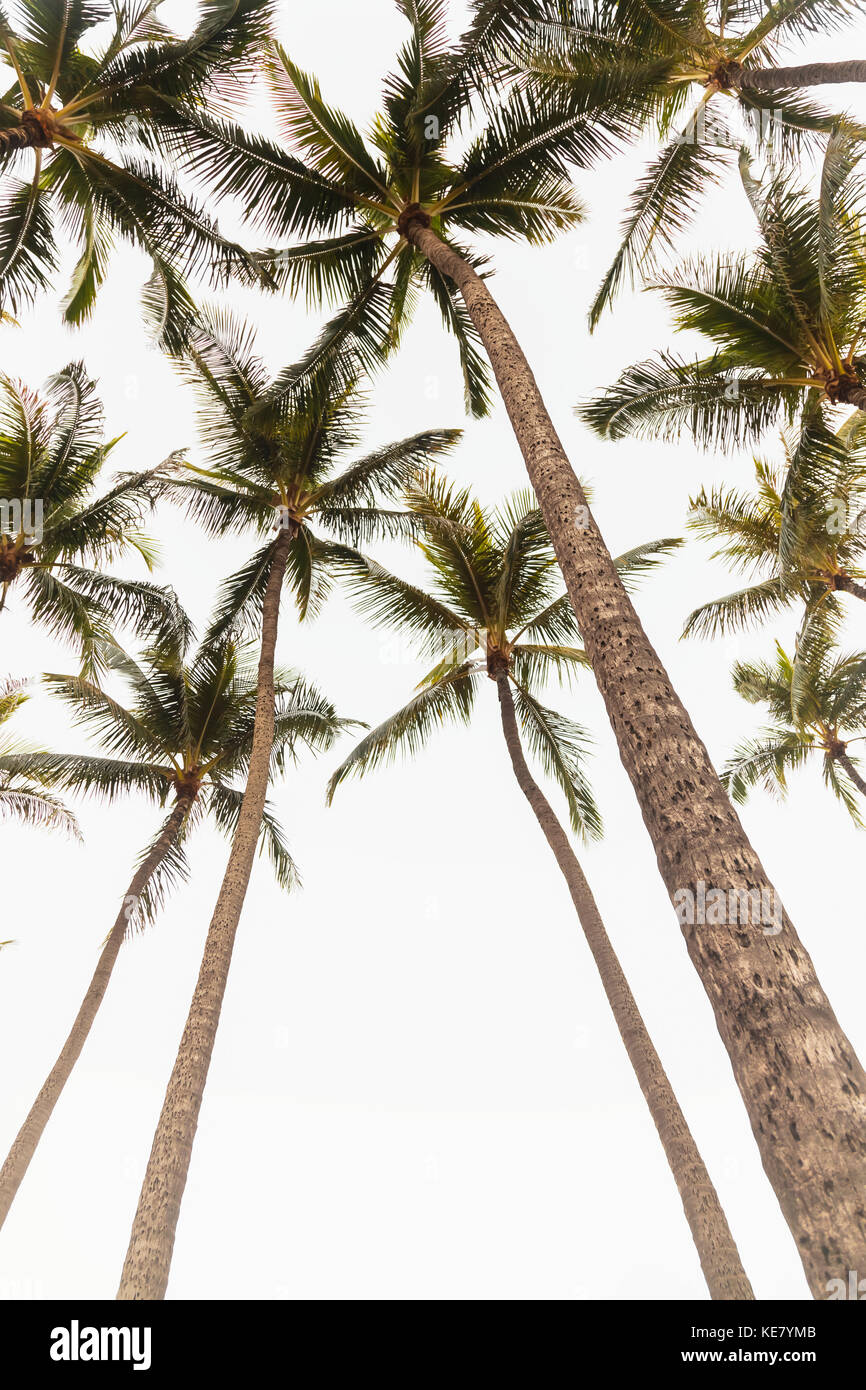 A group of coconut palm trees from a low angle view; Honolulu, Oahu ...
