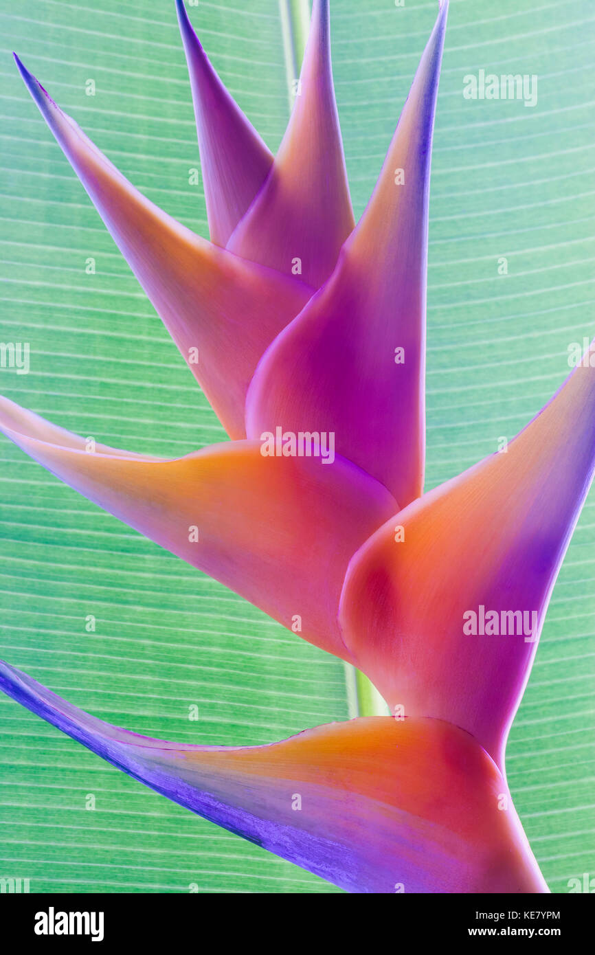 Heliconia leaf hi-res stock photography and images - Alamy