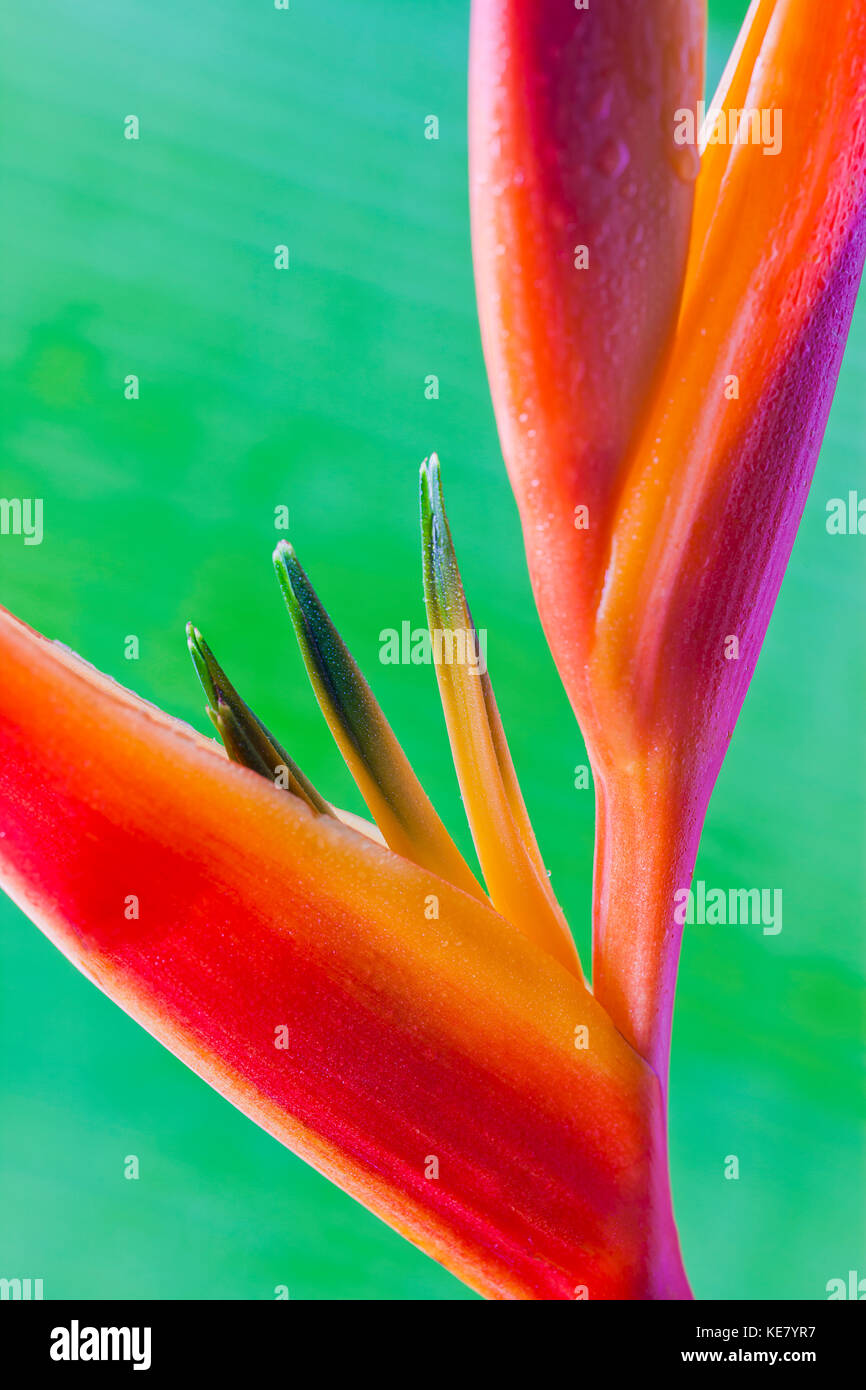Heliconia leaf hi-res stock photography and images - Alamy