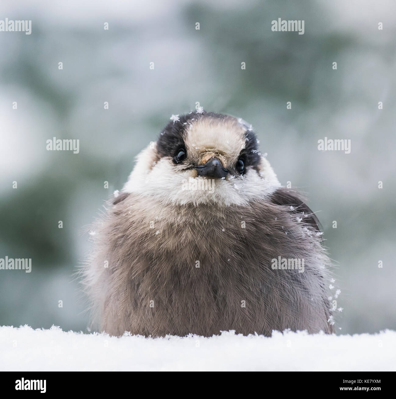 Perisoreus canadensis hi-res stock photography and images - Alamy