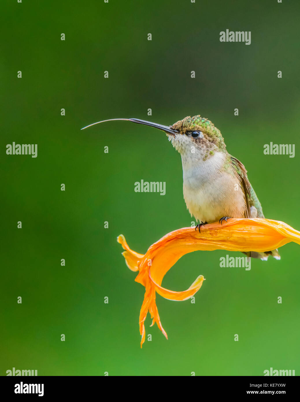 Ruby-throated hummingbird (Archilochus colubris) resting on an orange ...