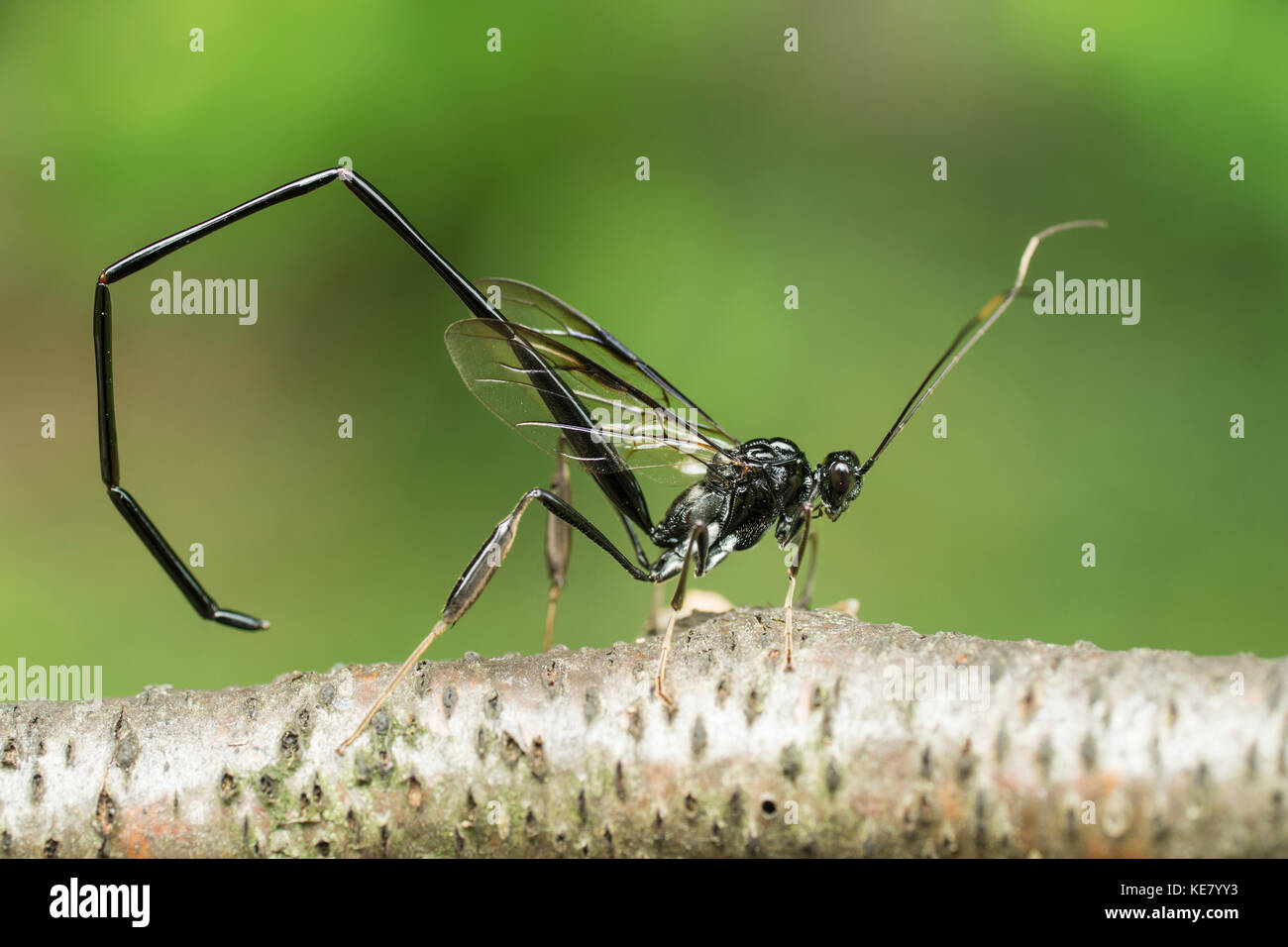 Close-up of an American Pelecinid (pelecinus polyturator) crawling on a ...