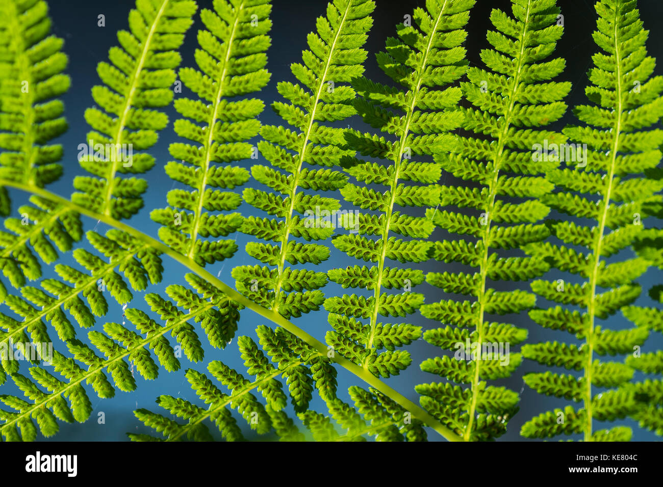 Lady fern athyrium hi-res stock photography and images - Alamy