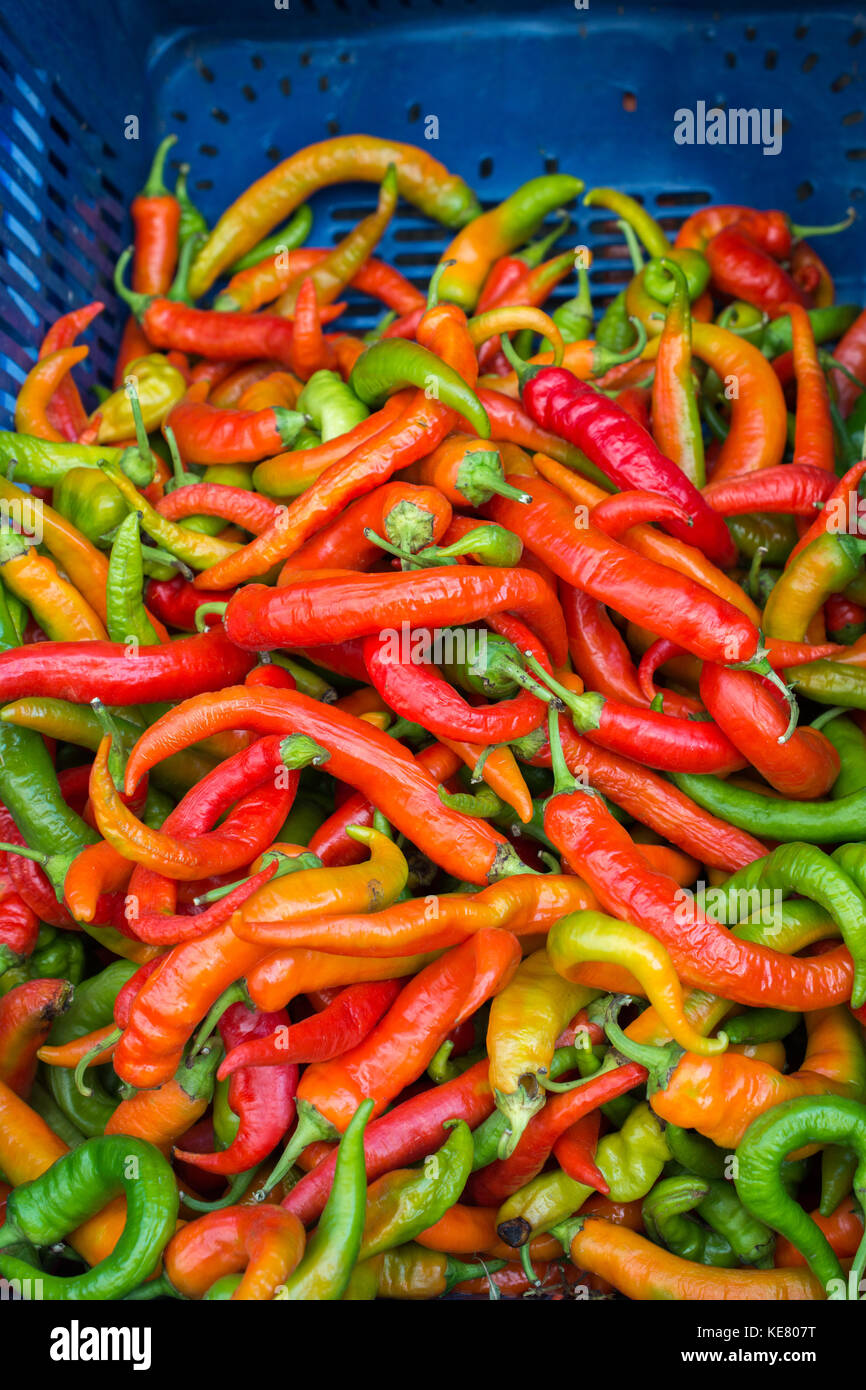 Red pepper plant found at the market stand Stock Photo - Alamy