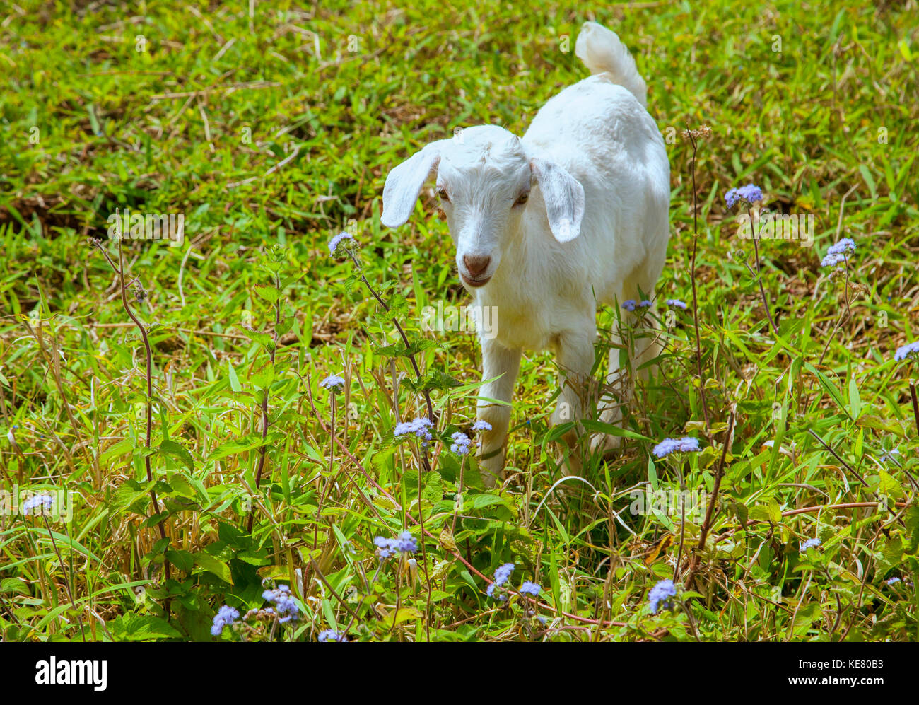 A baby goat standing in a meadow with wildflowers; Hanalei, Kauai ...