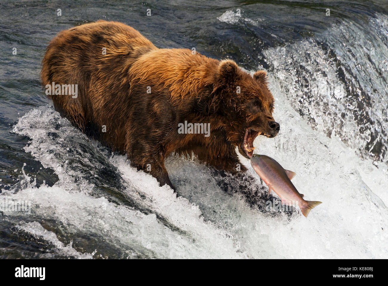 Grizzly bear catching fish hi-res stock photography and images - Alamy