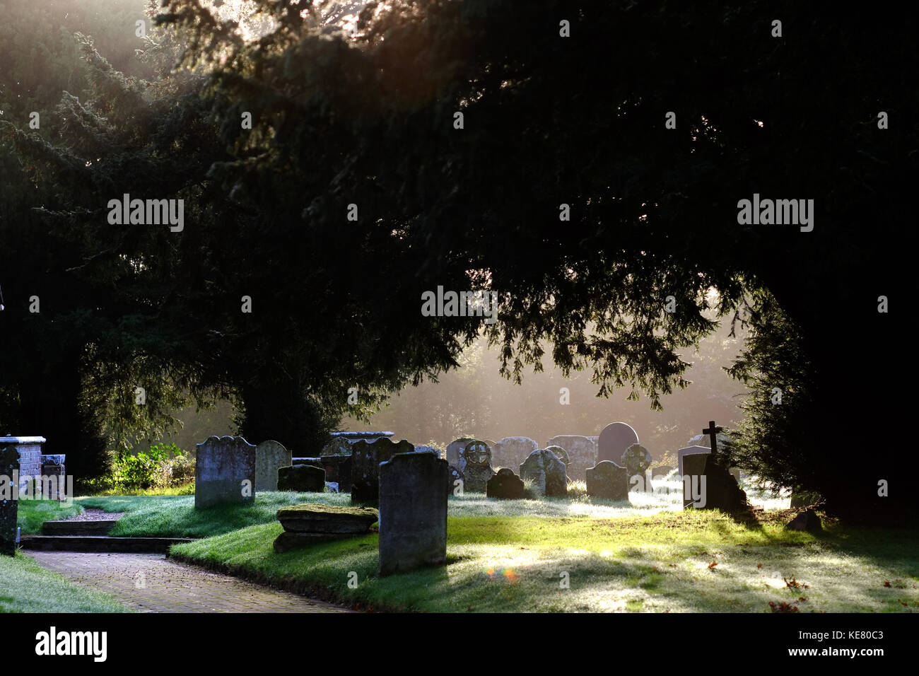 Grave yard yew tree hi-res stock photography and images - Alamy