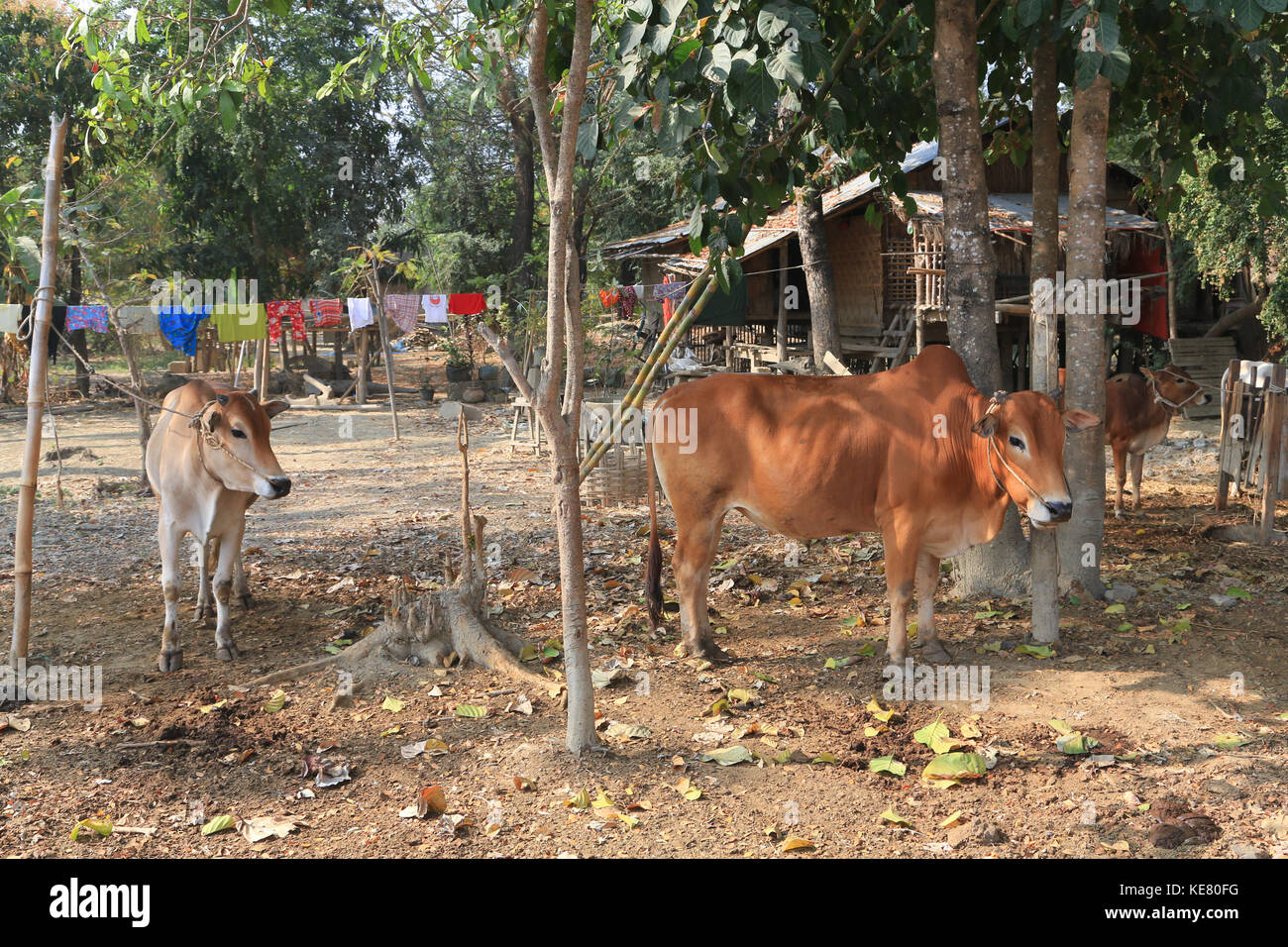 Nyaunghtaw Village is on the left (east) bank of the Irrawaddy River in ...