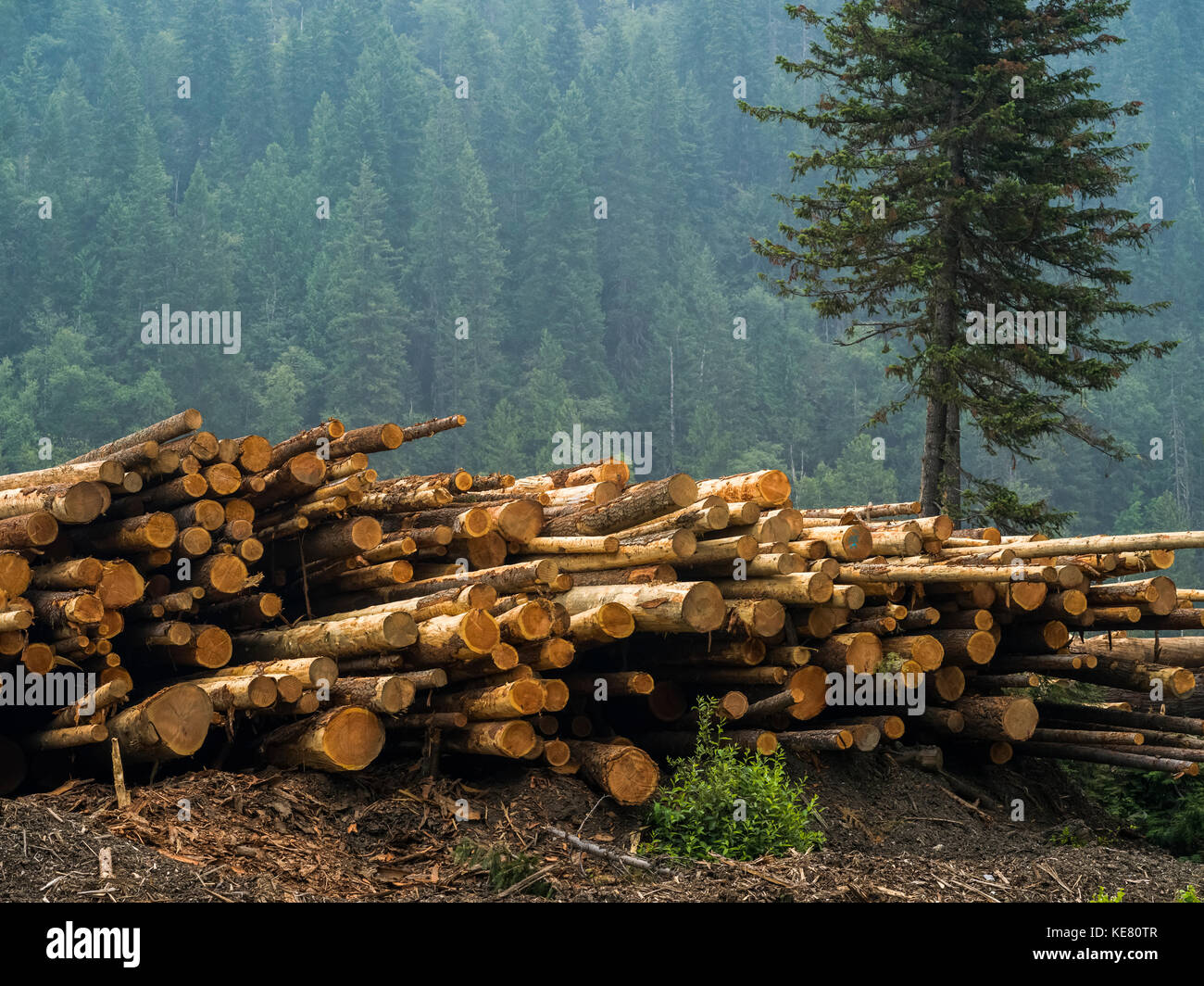 Logging on mountainside hi-res stock photography and images - Alamy
