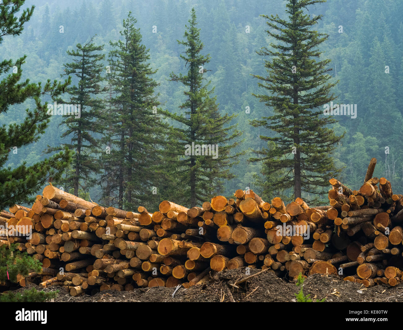 Logging on mountainside hi-res stock photography and images - Alamy