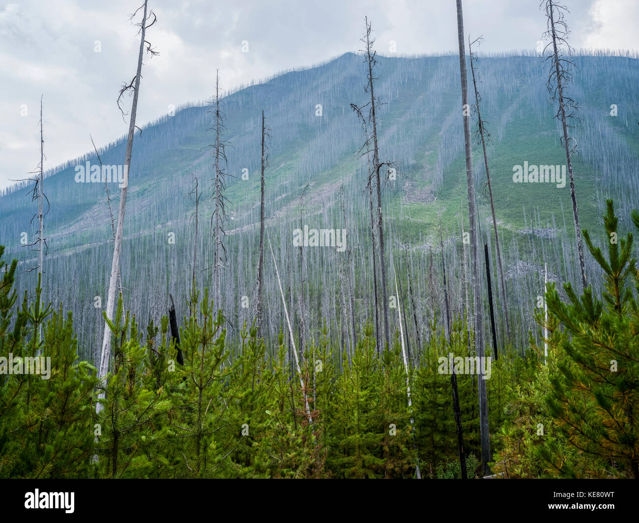 Dead forest hi-res stock photography and images - Alamy