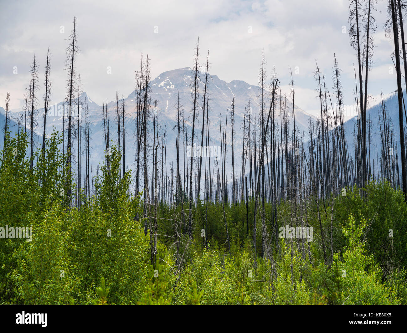 Growth on dead tree hi-res stock photography and images - Alamy