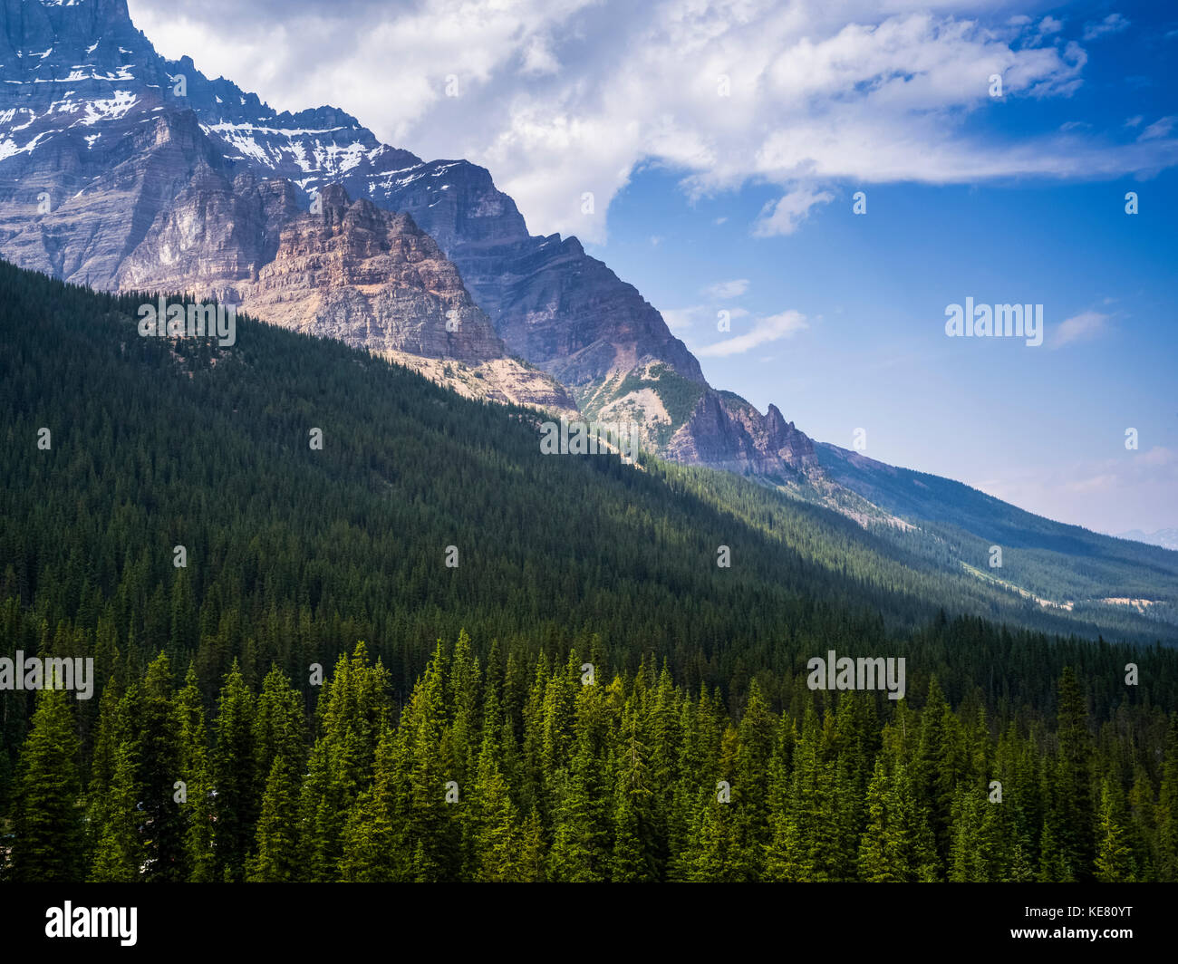 Dense forest of coniferous trees and the rugged mountains of the ...