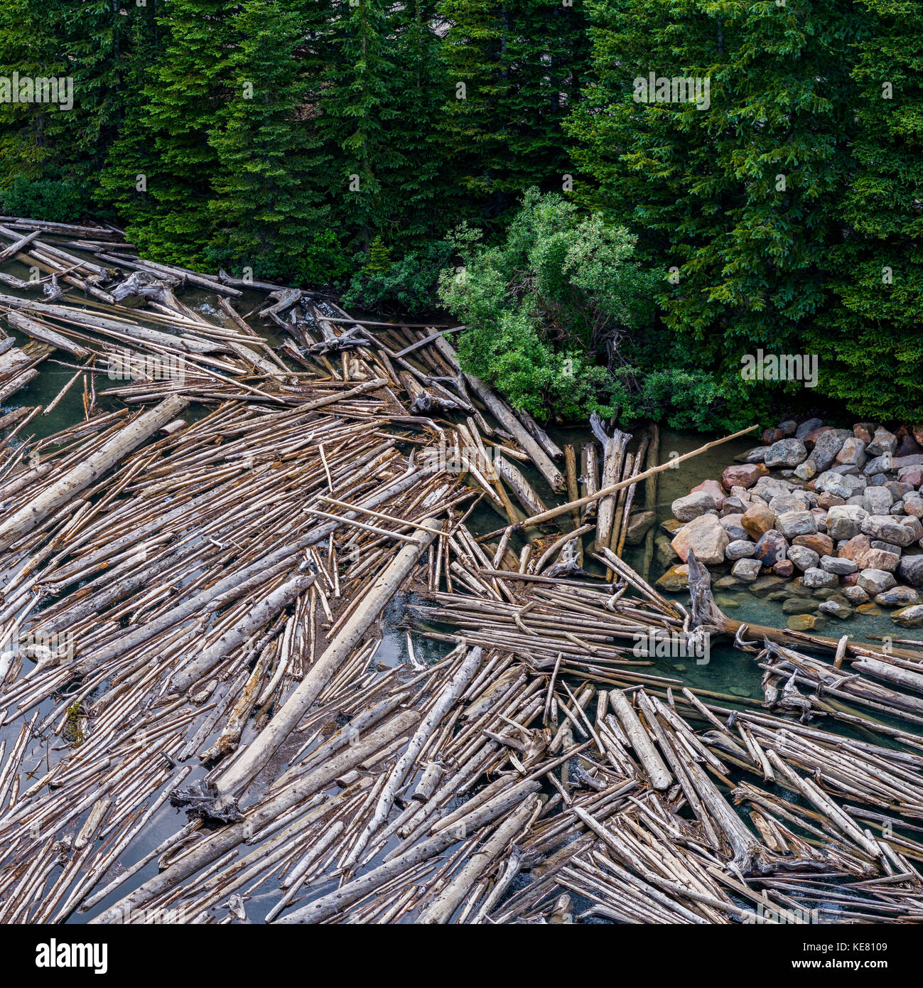 An abundance of logs floating in the water along the shore of Moraine ...