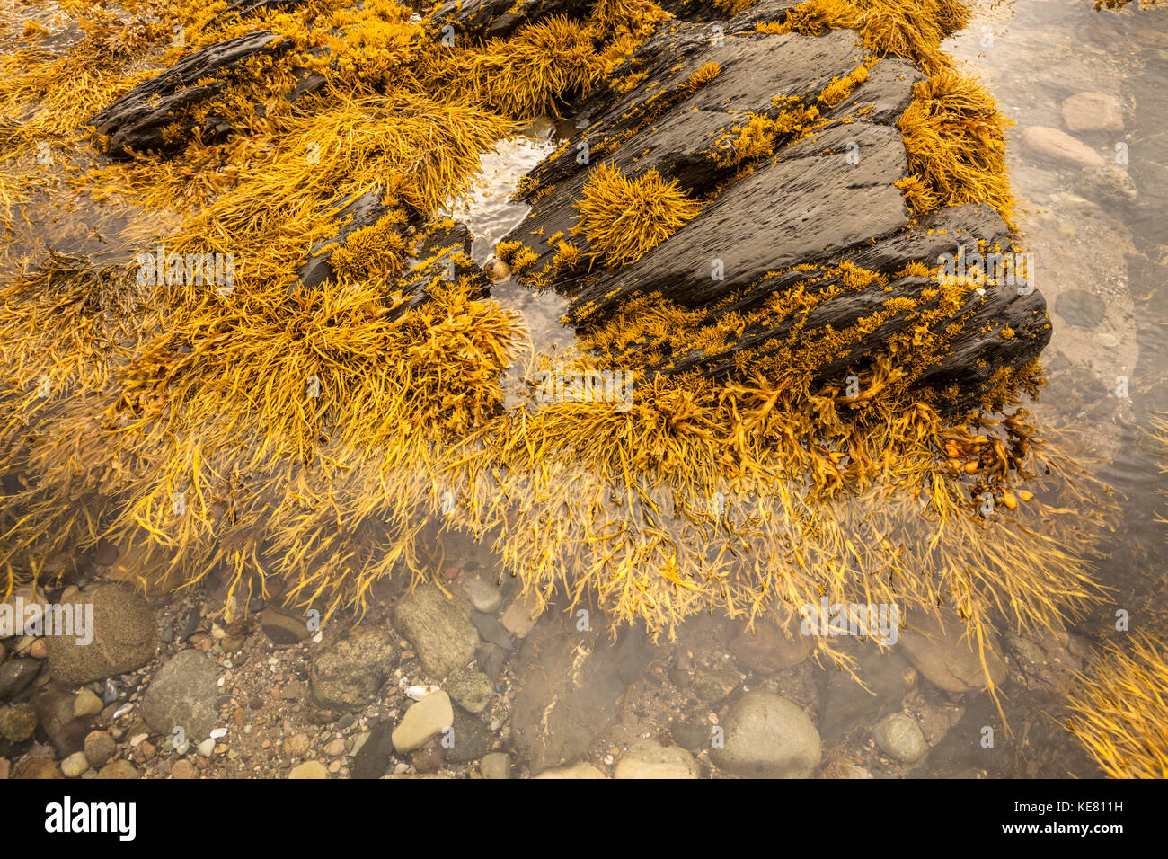Atlantic ocean seaweed hi-res stock photography and images - Alamy
