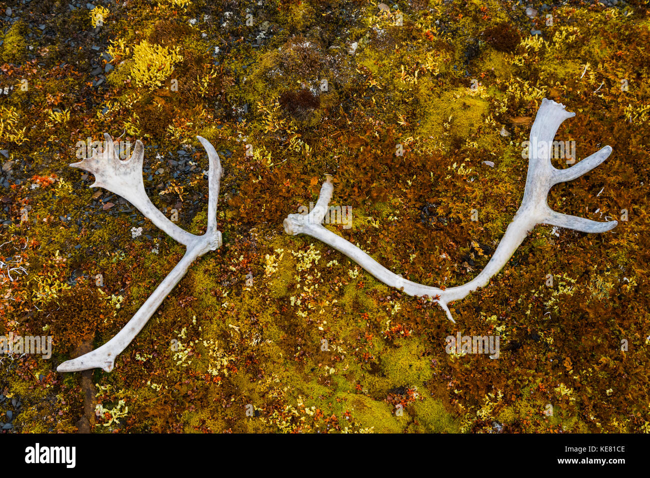 A usual matching pair of shed caribou antlers on the tundra in the ...