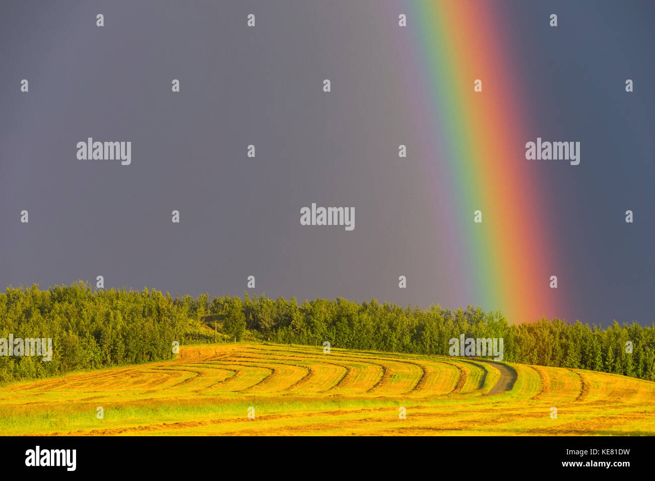 A rainbow appears over a freshly raked field of hay; Delta Junction ...