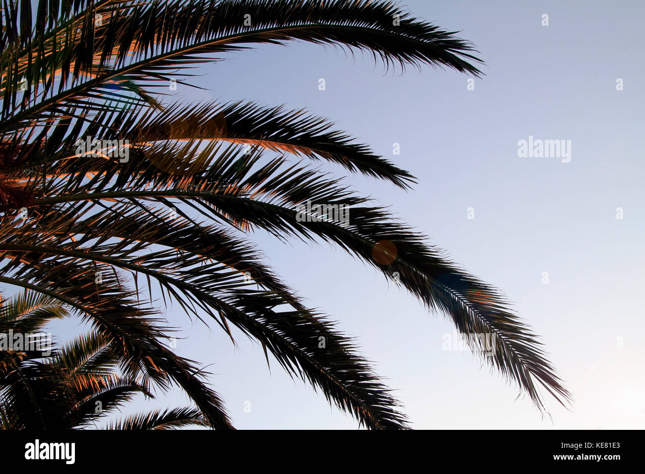 Relaxed palm tree hi-res stock photography and images - Alamy