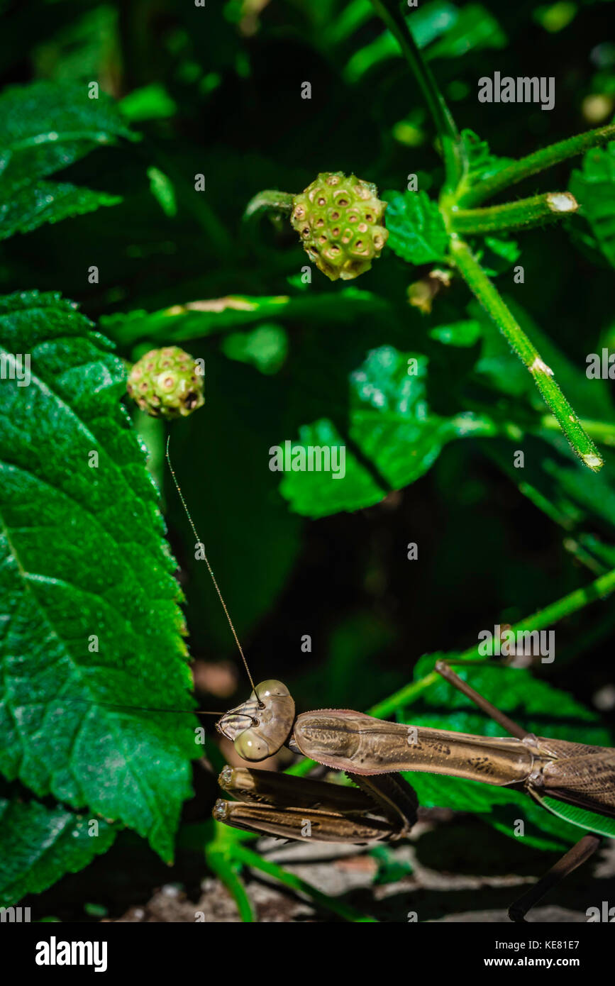 Praying Mantis in garden setting Stock Photo - Alamy