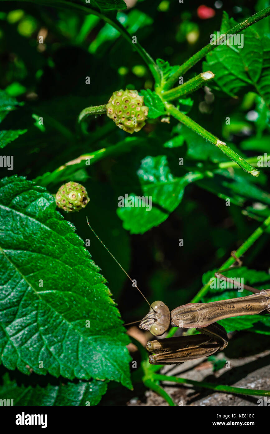 Praying Mantis in garden setting Stock Photo - Alamy