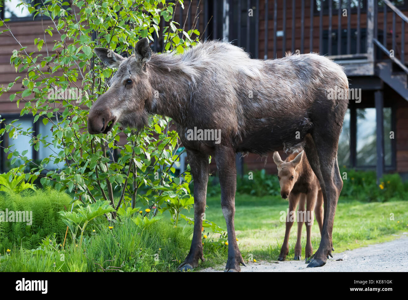 Cow And Calf Moose