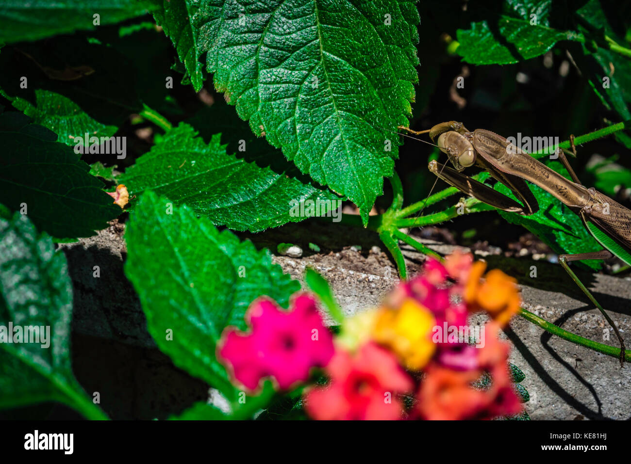 Praying Mantis in garden setting Stock Photo - Alamy
