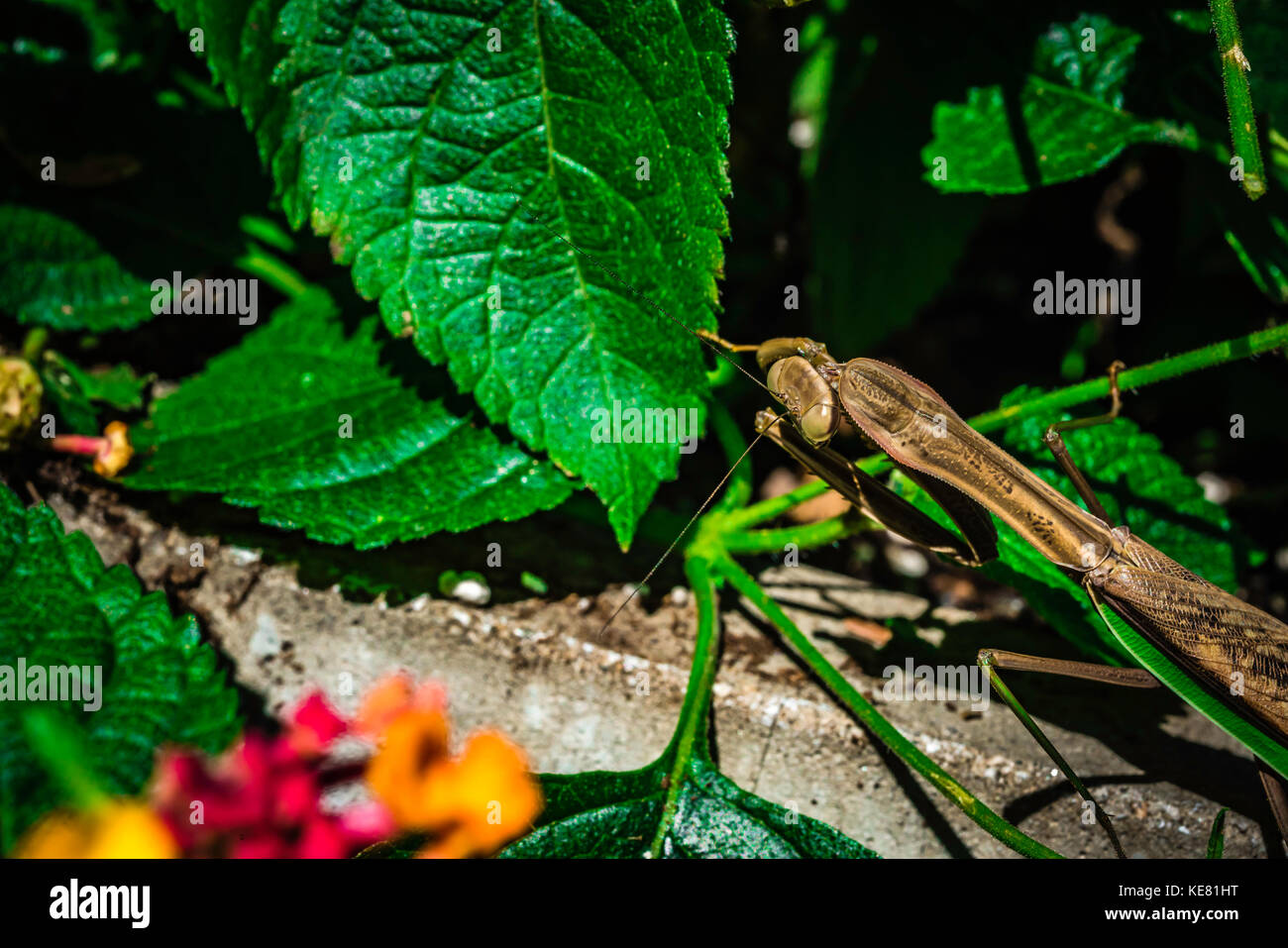 Praying Mantis in garden setting Stock Photo - Alamy