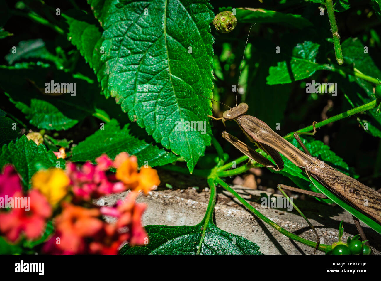 Praying Mantis in garden setting Stock Photo - Alamy