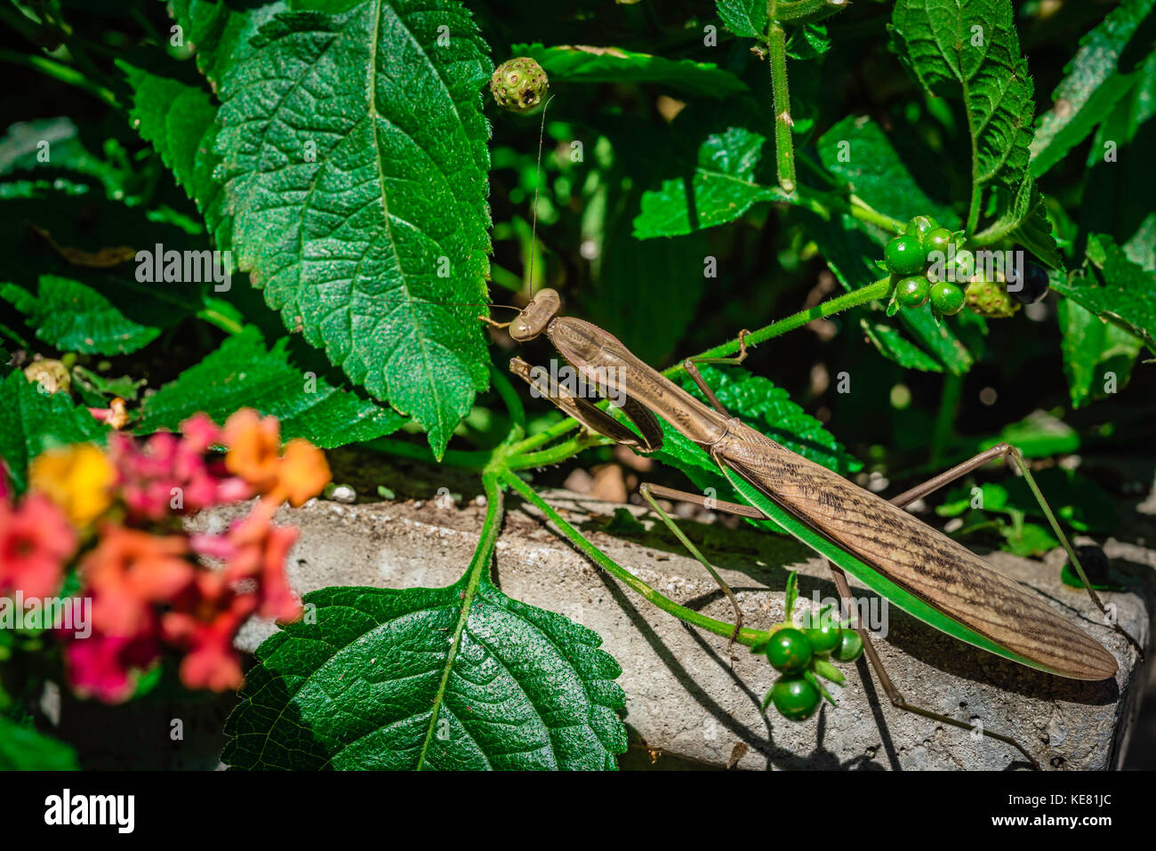 Praying Mantis in garden setting Stock Photo - Alamy