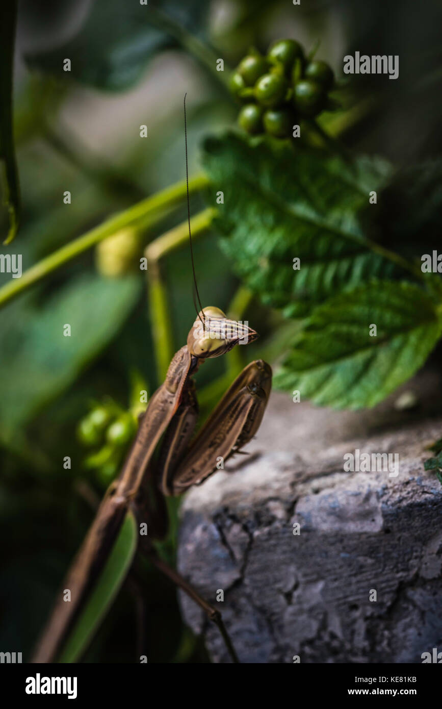 Praying Mantis in garden setting Stock Photo - Alamy