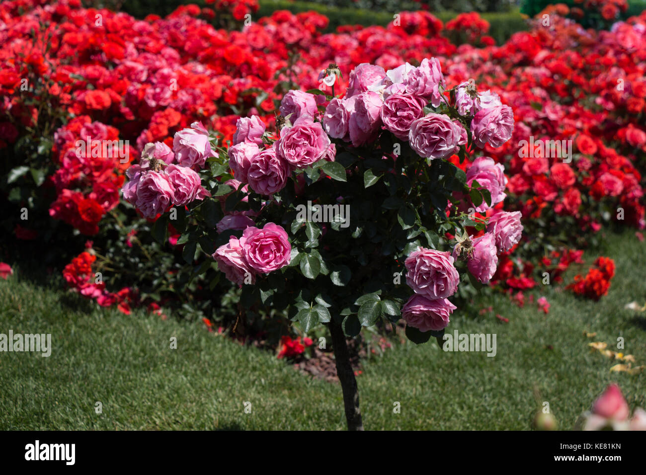 Rose tree with pink roses in a rose garden Stock Photo - Alamy