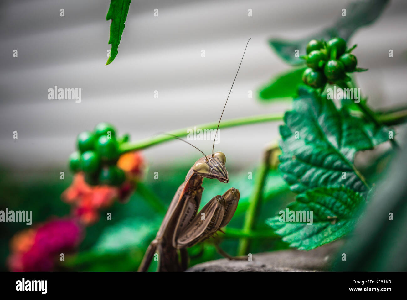 Praying Mantis in garden setting Stock Photo - Alamy