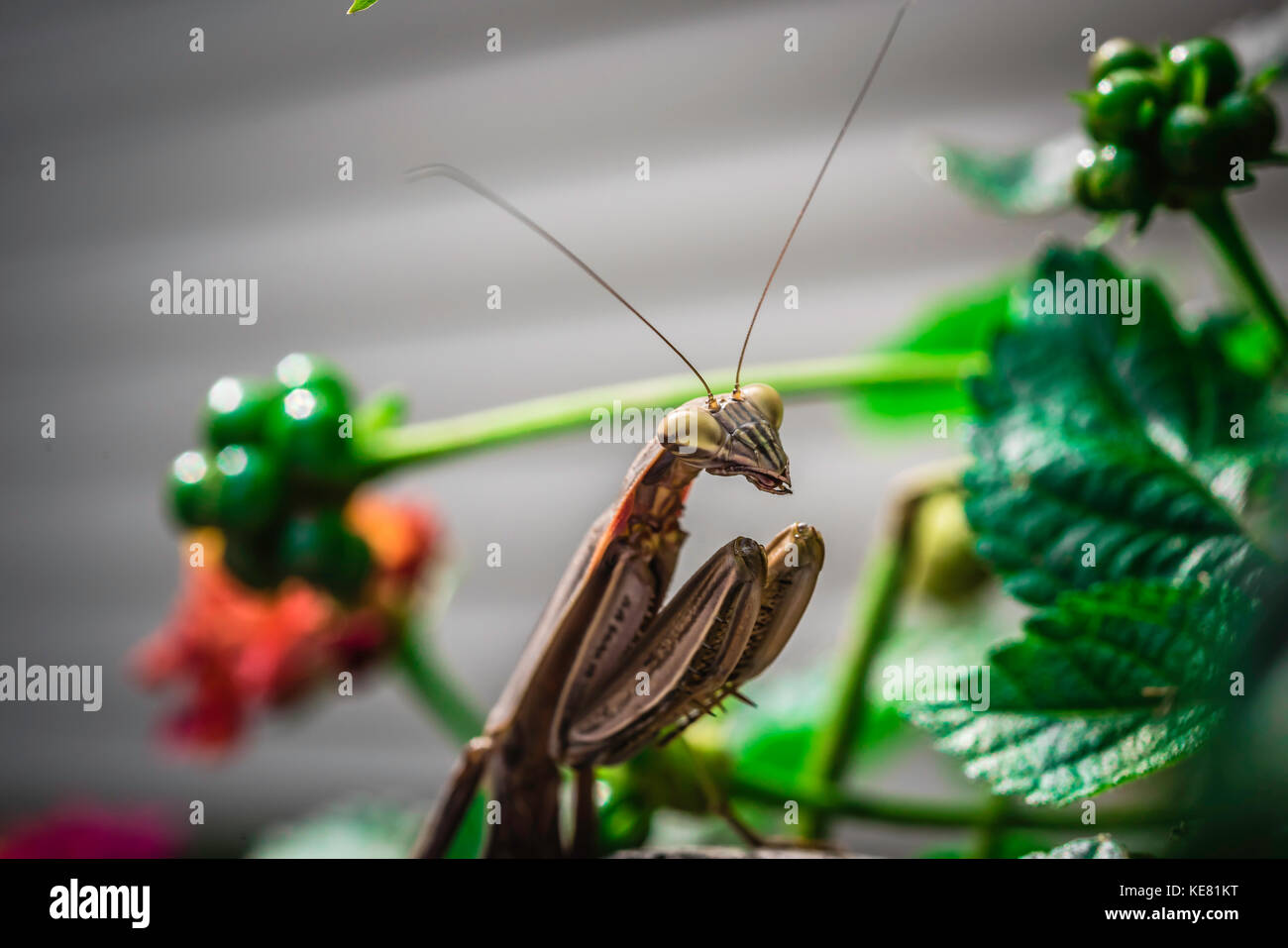 Praying Mantis in garden setting Stock Photo - Alamy