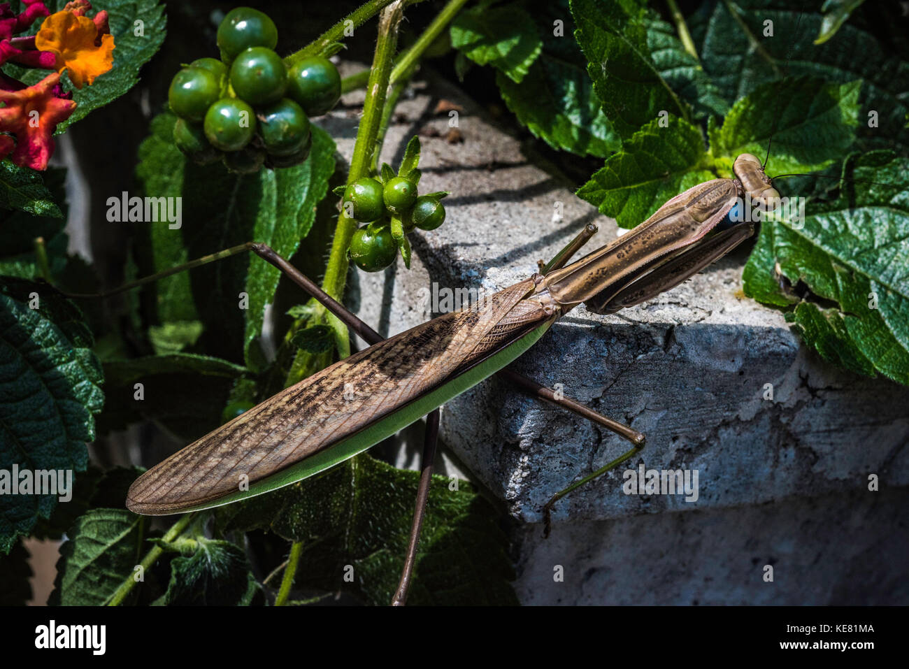 Praying Mantis in garden setting Stock Photo - Alamy