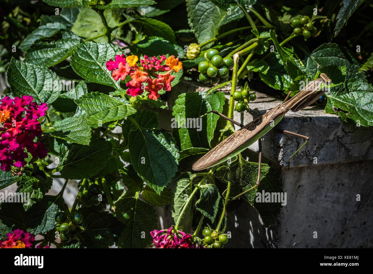 Praying Mantis in garden setting Stock Photo - Alamy